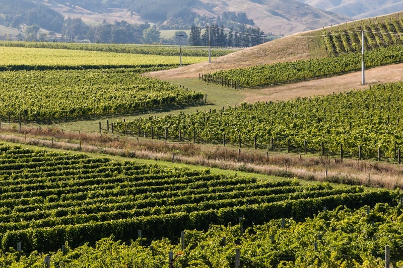 Consider varietal vigor and canopy size when planning wine grape irrigation