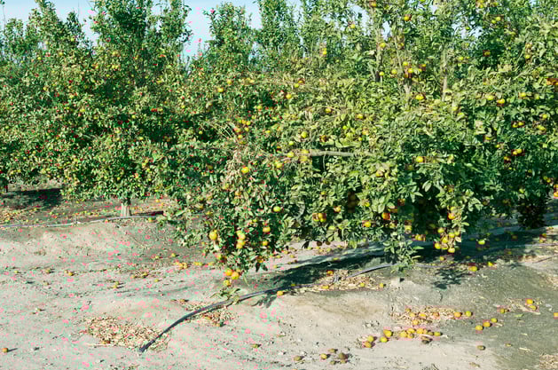 Focusing on irrigation to limit premature fruit drop in citrus