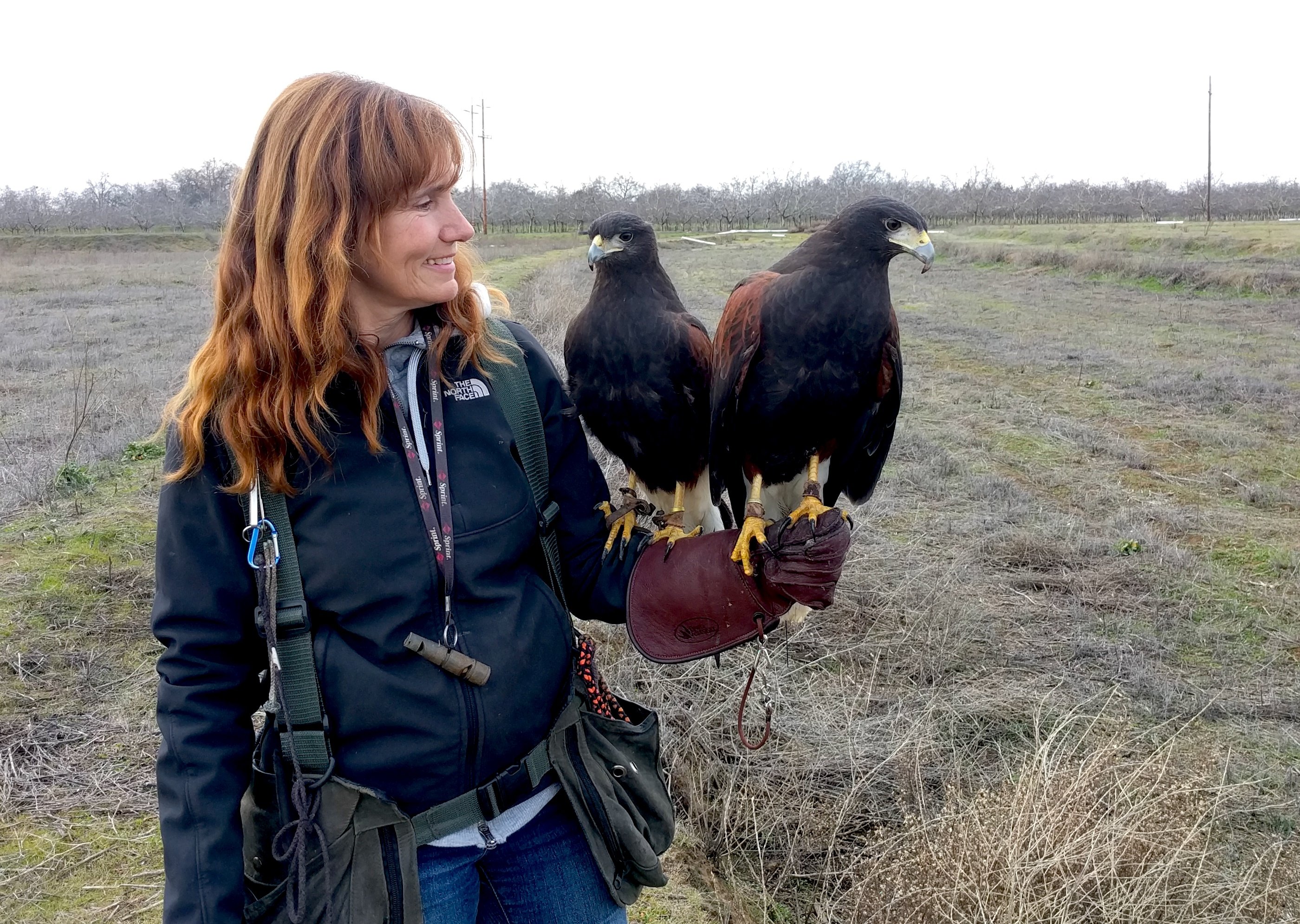 To deter unwanted birds, sustainable vineyards call in the falconers