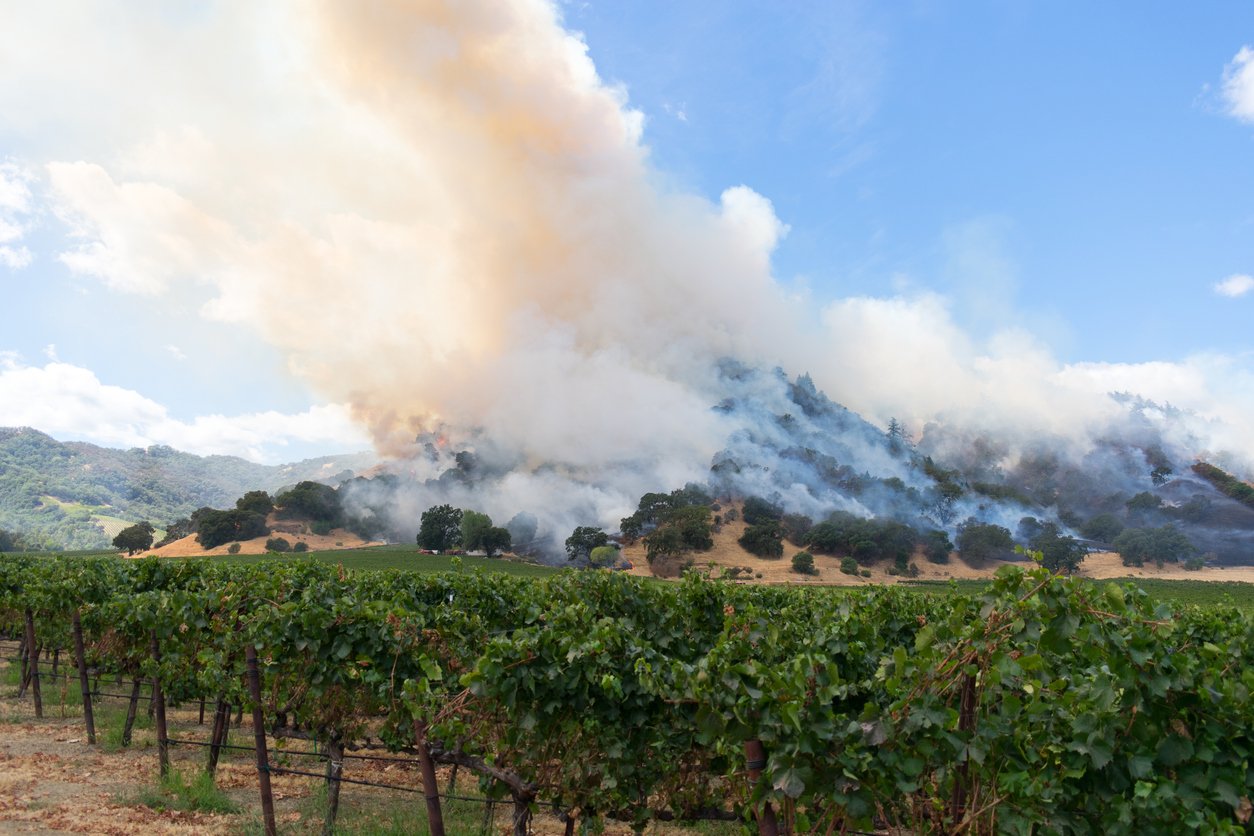 What can orchards and vineyards do to prepare for wildfires?