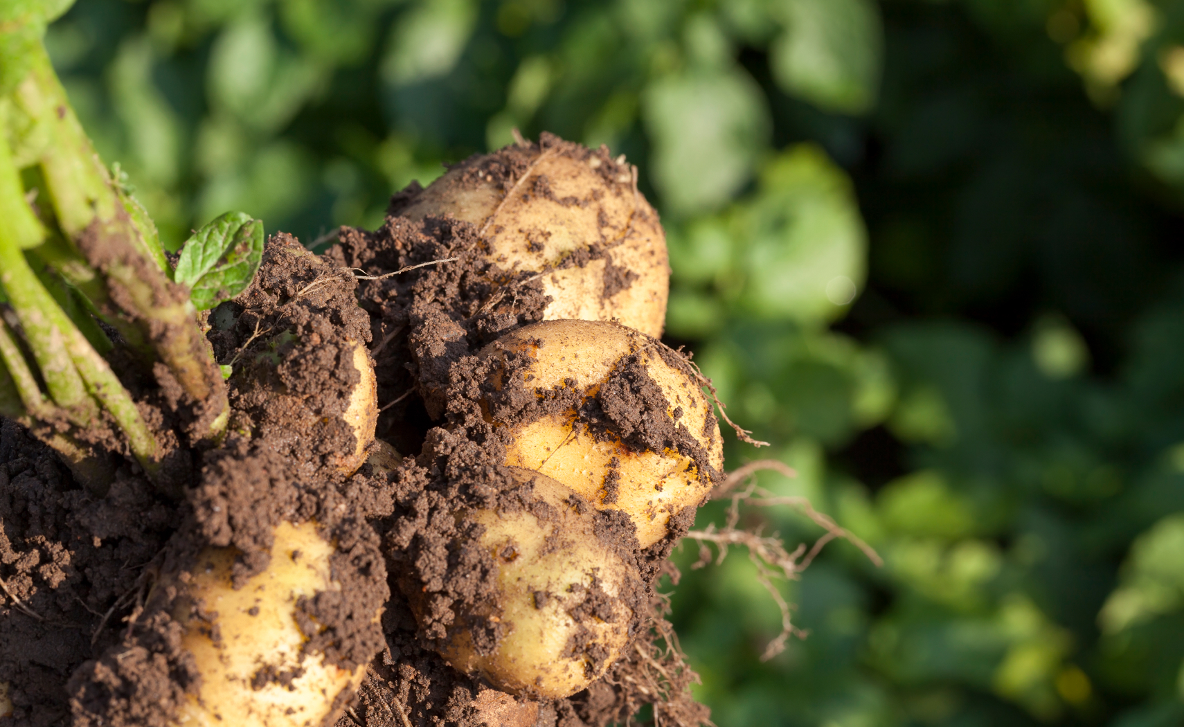 Preventing overwatering and protecting fry color