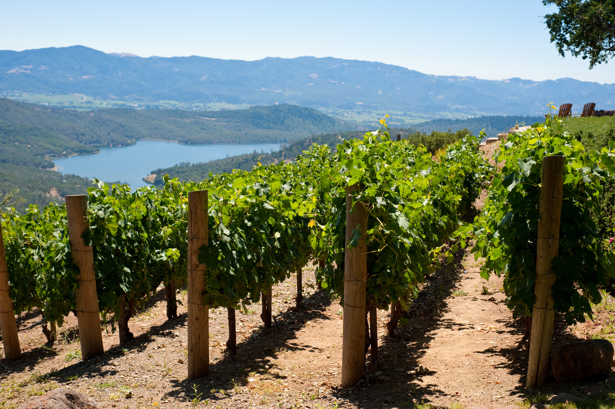 Vineyard researcher uses aerial data to develop new irrigation strategies