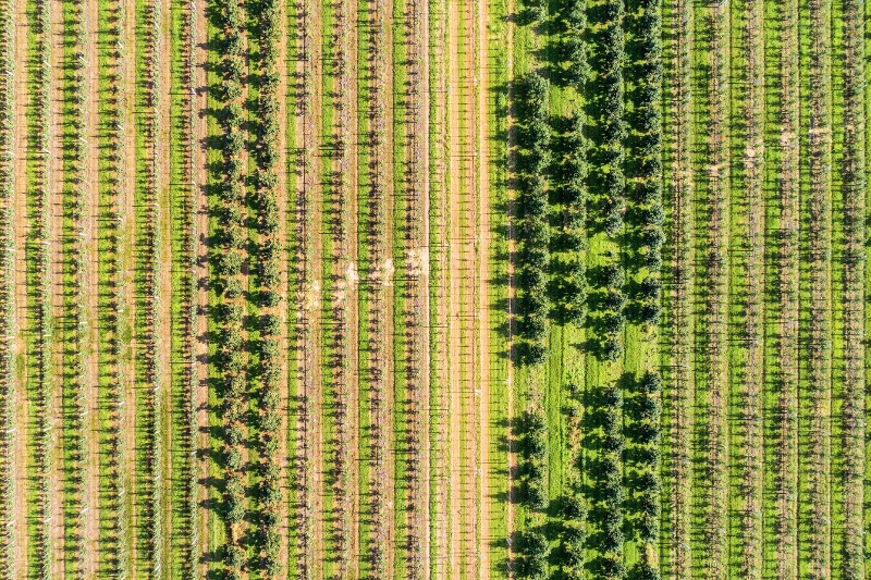 Aerial imagery and analytics for orchards