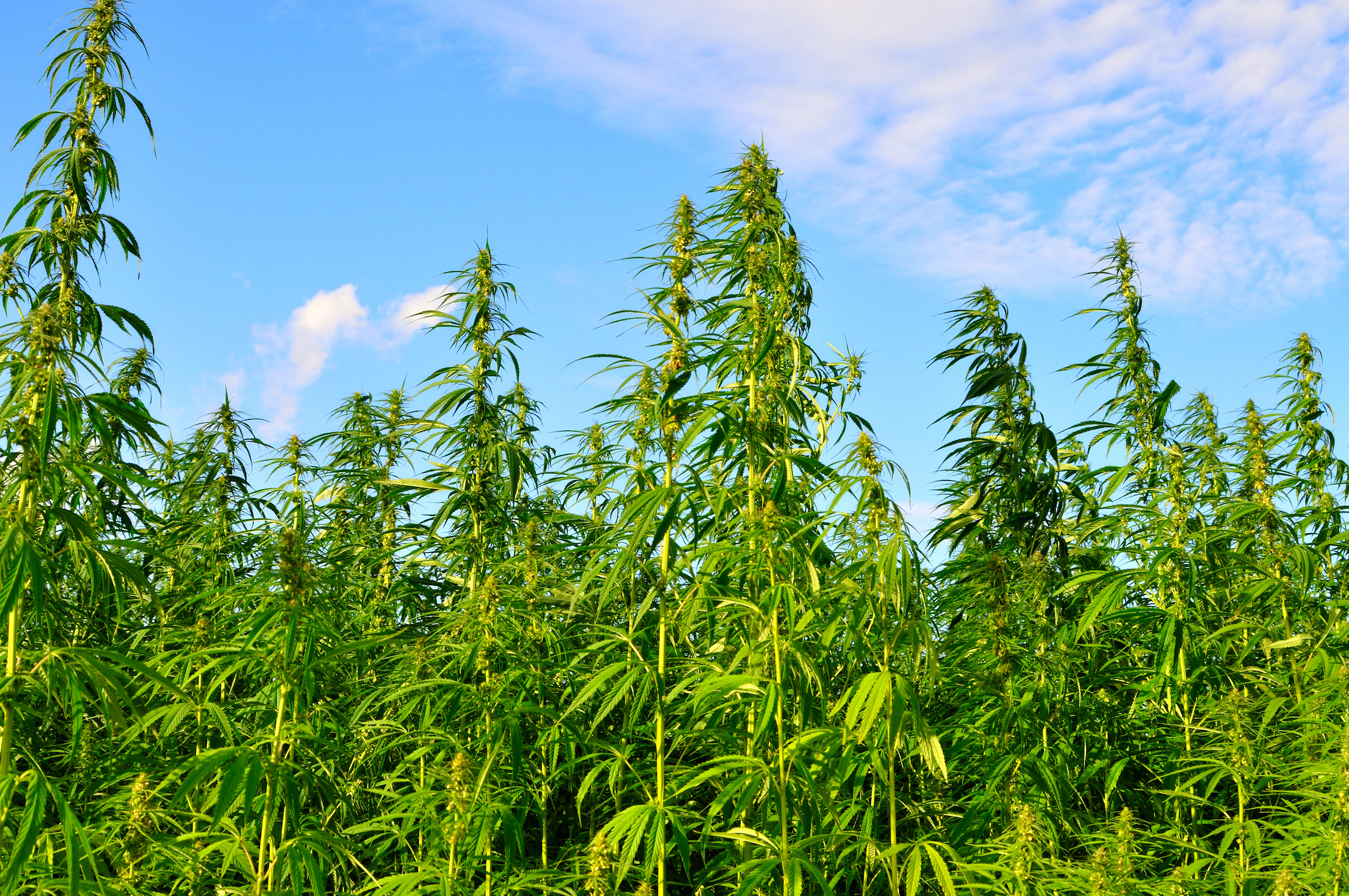 Hemp growers share tips for farming uncharted territory