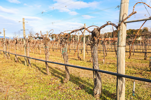 Plan irrigation strategy for vines around these growth stages