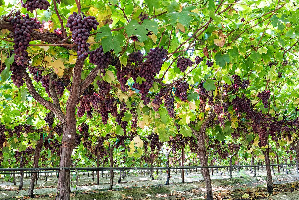 Assessing and correcting the cause of underperforming vines