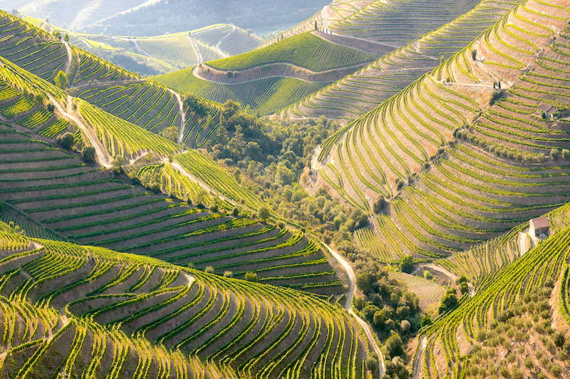 Early adoption of Ceres Imaging’s agriculture data analytics proven ...