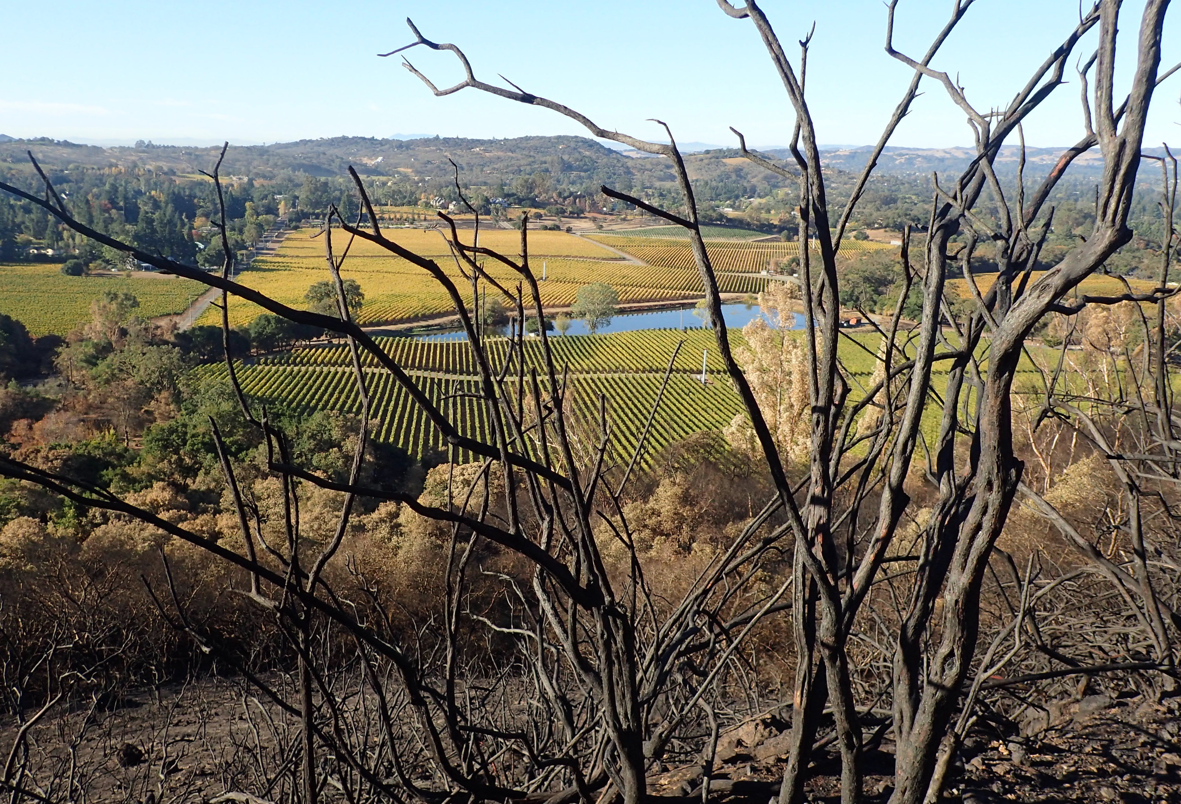 With fire now a fact of life in wine country, vineyards plan for the ...