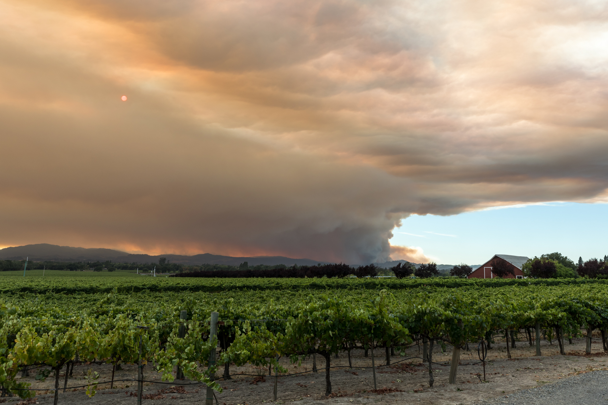 In the face of fire risk, insurance options for California growers are ...